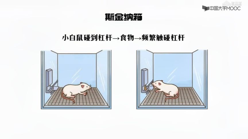 2-5 斯金纳的操作性条件反射学习理论(一)
