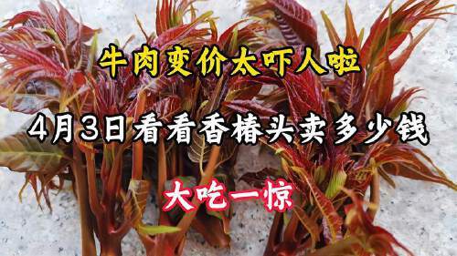 香椿价格飙涨直逼牛肉?4月3日实地探价结果令人震惊!