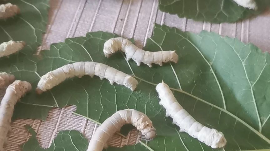 有谁小时候养过蚕宝宝的,从出生的小蚕,养到结成蚕茧的#回忆杀