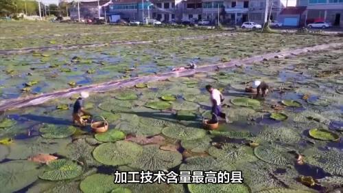 芡实哪里的最好?芡实的产地在哪里