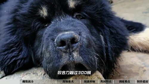 全世界最厉害的狗