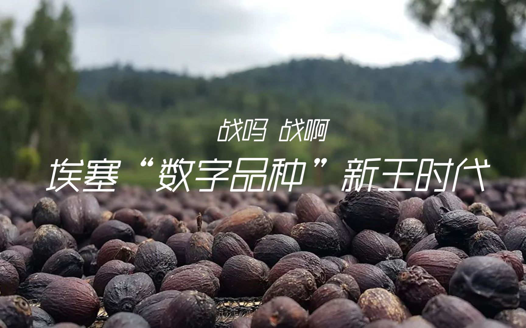 埃塞俄比亚咖啡新桂冠之选,“数字品种”是何方神圣