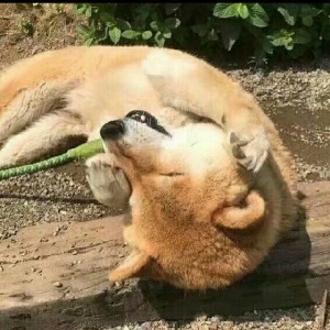 来自大山深处的Doge 
