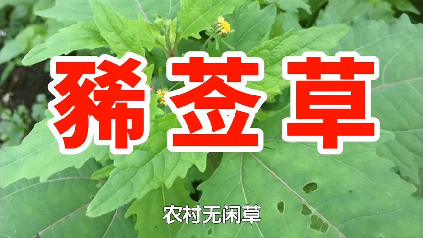 农村一种野草名叫豨莶草,又名粘糊草,用处多价值高遇见请珍惜