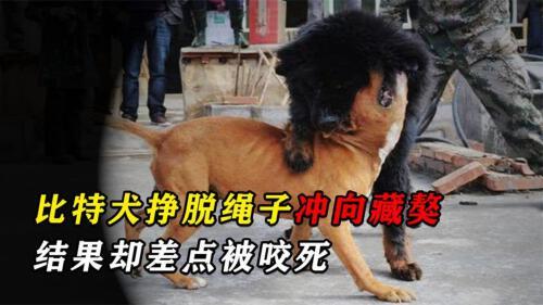 嚣张比特犬挑衅藏獒,没想到却碰上了硬茬,被咬到生活不能自理
