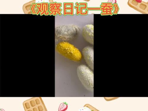 蚕宝宝蜕变成蚕蛾啦 ! 蚕宝宝的成长过程,让孩子们学会观察、学会照顾...