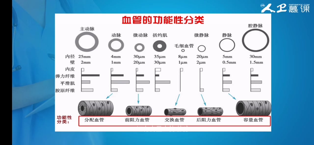 【生理学】4.6血管的功能分类与血流动力学
