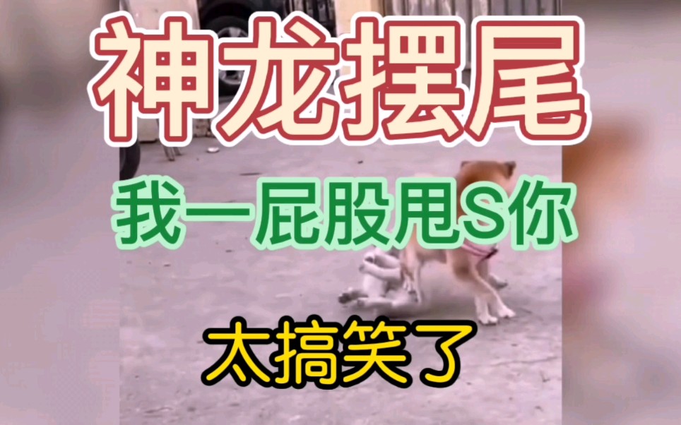 搞笑狗狗打架视频合集,谁都不敢先动手,数量少的气势上完胜多的