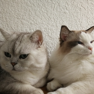 听雪封尘 