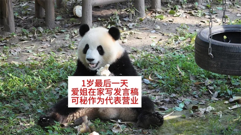 1岁最后一天,爱馆长在家写发言稿,可秘作为代表营业挣KPI