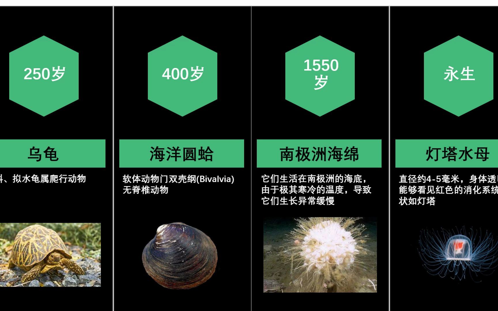 动物寿命平均排行,最长的能不死不灭