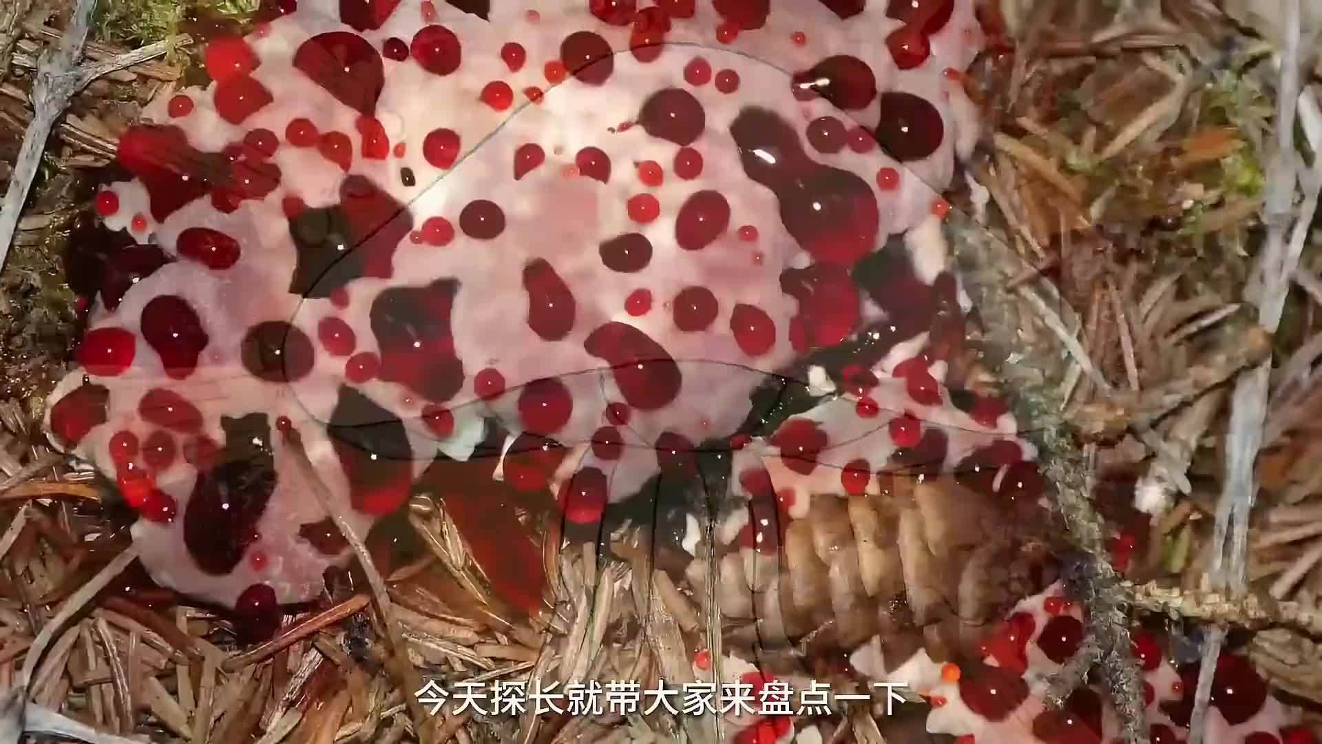 世界上最毒的五种植物,超乎你的想象?#科普一下 #植物 #奇妙知识在