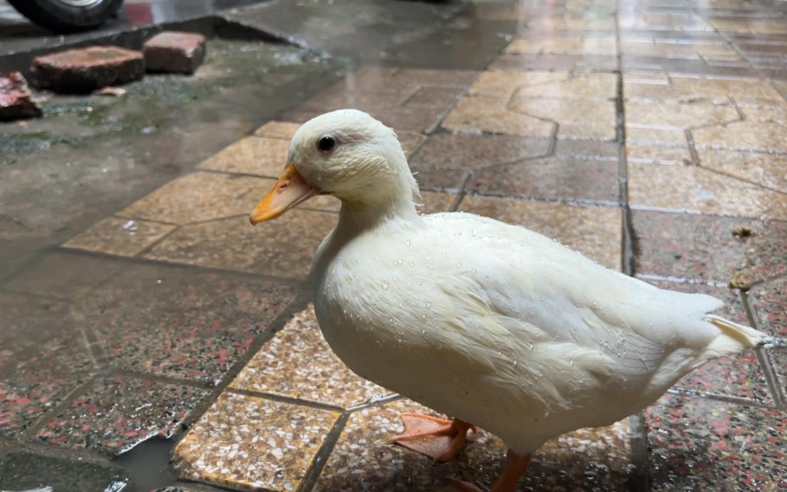 下雨天小动物的日常