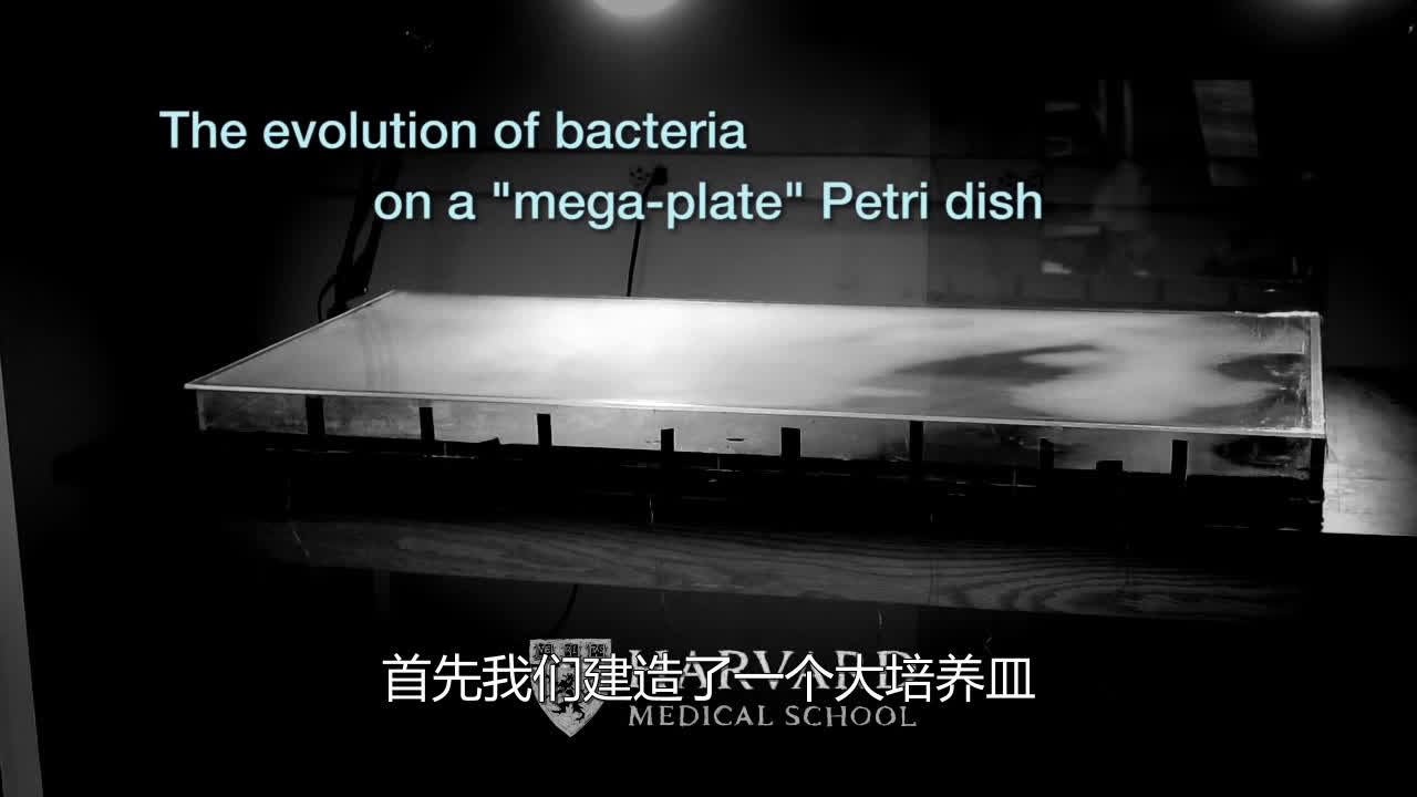 【中字】细菌在不同浓度梯度抗生素中的进化!