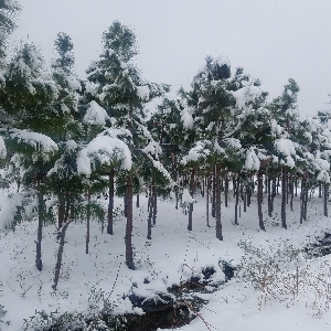 寸雪迷心 