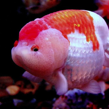吐泡泡的金鱼 