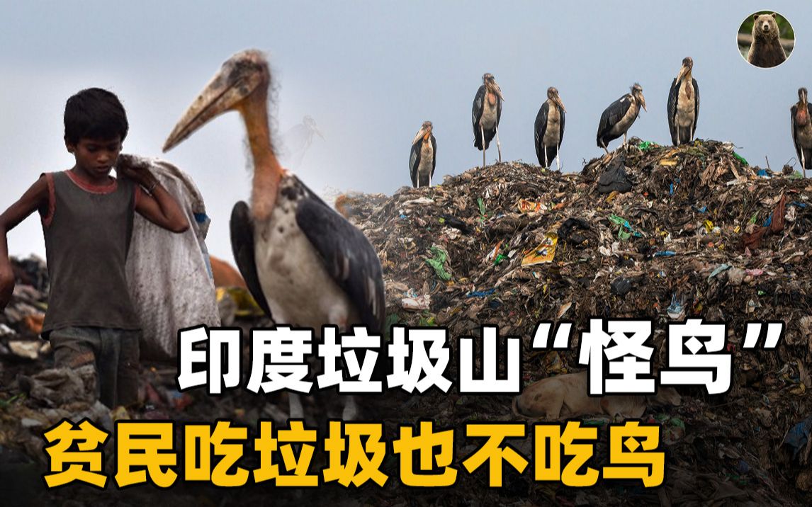 印度垃圾山养出巨鸟,比人还高,为何当地贫民宁愿吃垃圾也不吃它