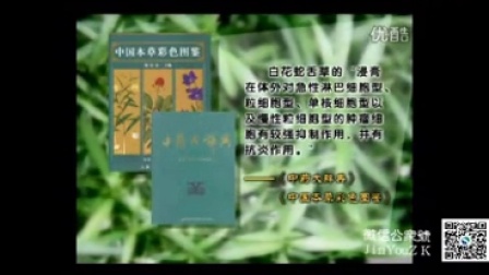 中草药之白花蛇舌草,能有效治疗肿瘤和癌症