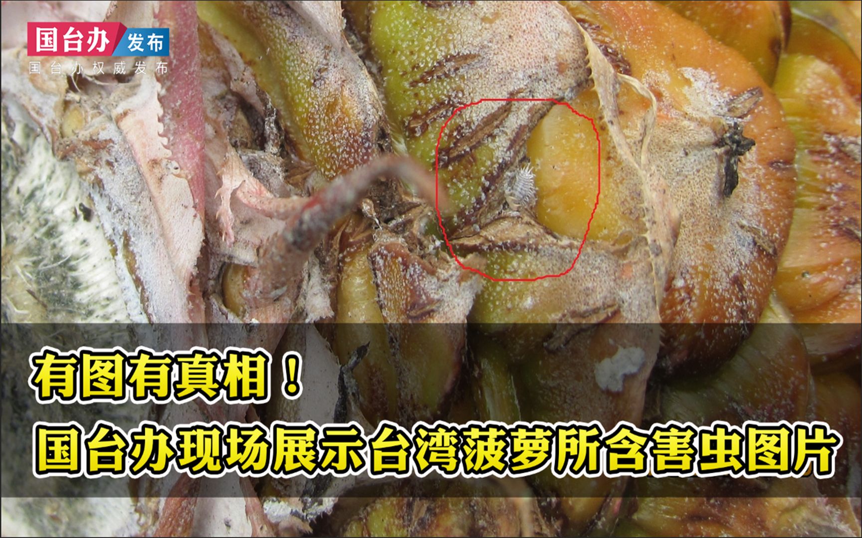 有图有真相!国台办现场展示台湾菠萝所含害虫图片