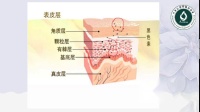CRA认证芳疗师入门课9:皮肤构造.mp4