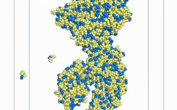 WW二肽液固相分离的分子动力学模拟