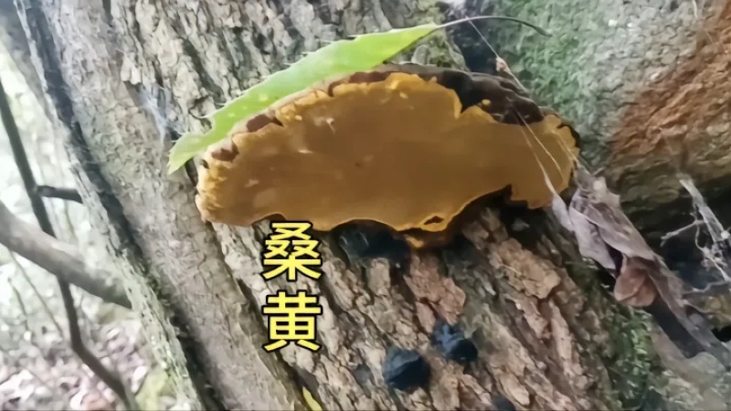 带大家看看大山深处的桑树桑黄 森林软黄金 喜欢的留个小关注