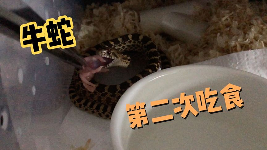 金斯维尔红牛蛇