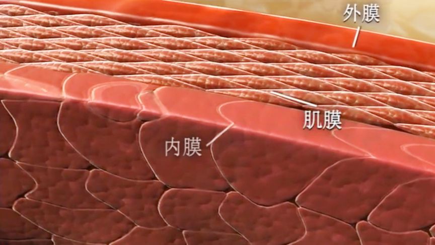 看完才真正明白了什么是心脏病?什么是动脉硬化?