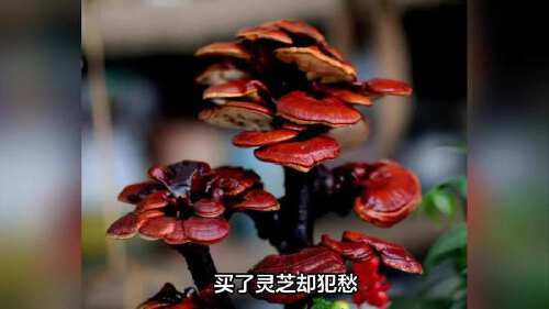 灵芝别乱吃!正确吃法与用量全揭秘,这样吃效果翻倍