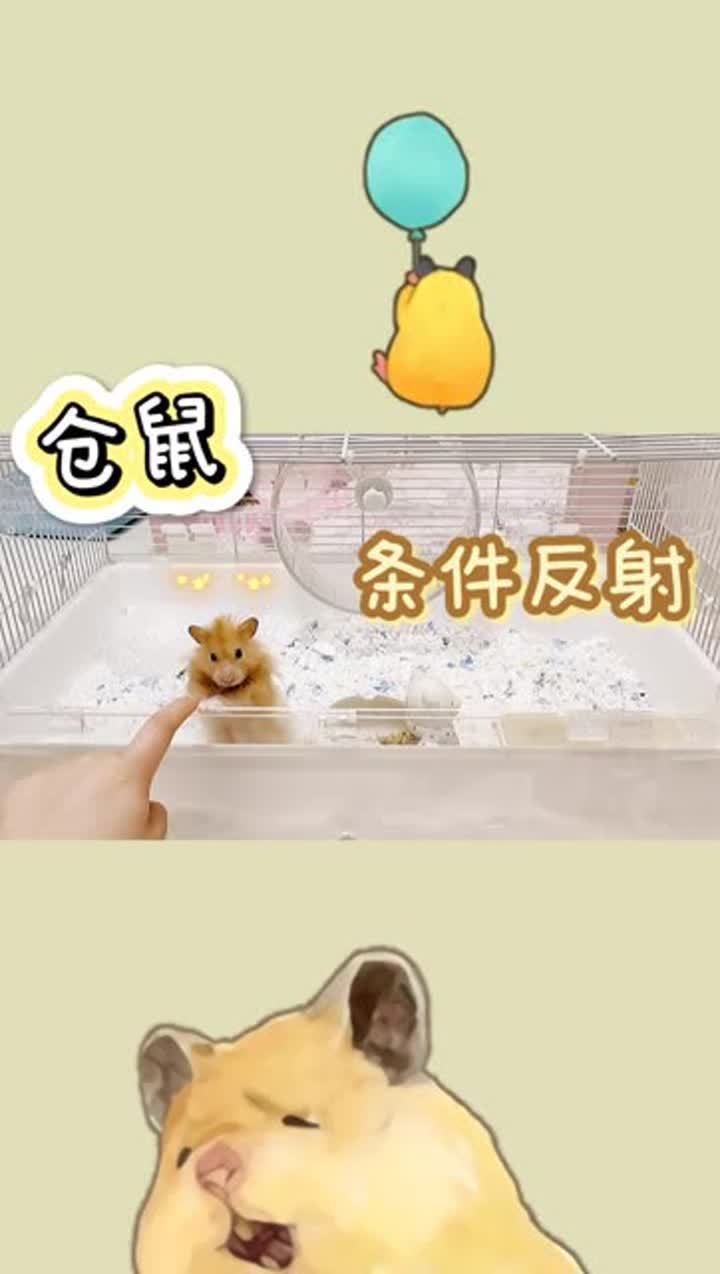 总逗人家,给整生气了 萌宠焕新颜 宠物 仓鼠