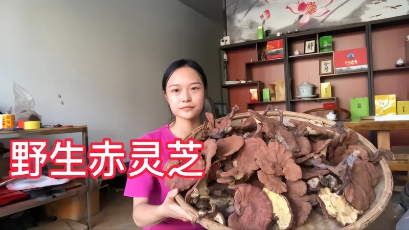 越南媳妇帮朋友收购野生赤灵芝8斤,功效药效非常好,可抗癌防癌