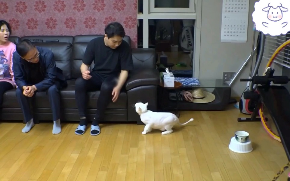 猫咪为什么会对自己主人下手?又抓又挠,这到底怎么回事?