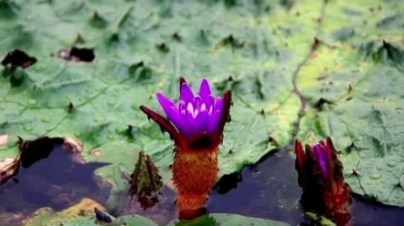 芡实又名“鸡头米”,药食同源,为睡莲科植物芡的成熟种仁,和莲藕、...