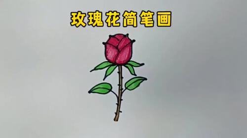 简单的玫瑰花简笔画来了简单易学又好看快来试试吧