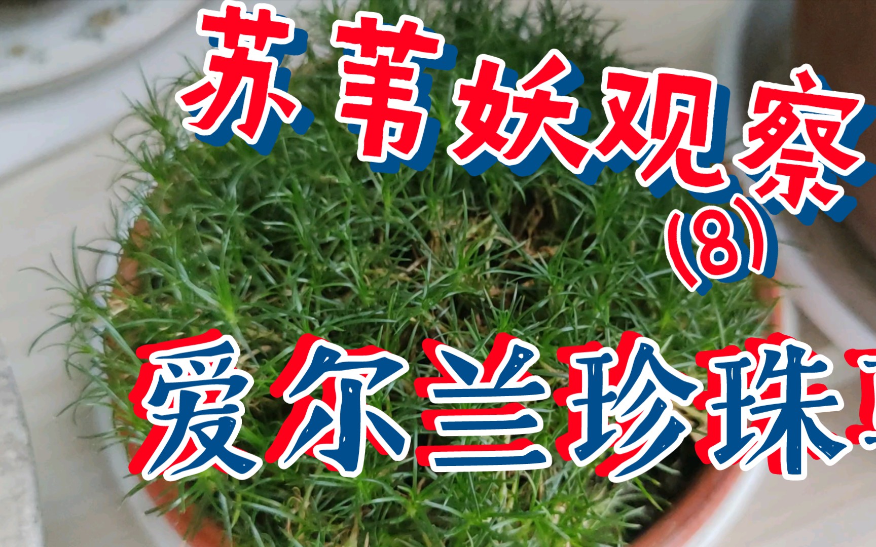 【苏苇妖观察】爱尔兰珍珠草到家24天|在新盆里生长良好2022.07.11