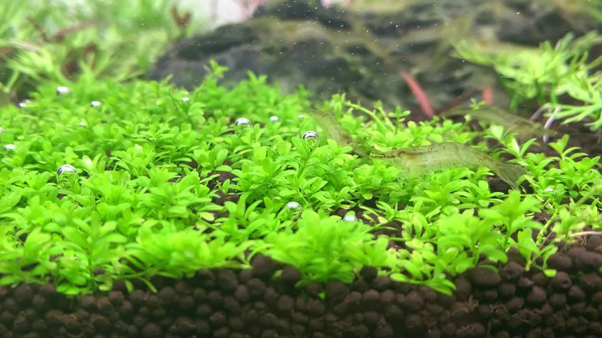 迷你矮珍珠#玻璃中的大自然 #草缸 #水草造景