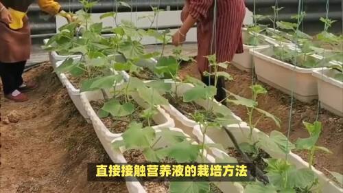 什么是无土栽培?高技术高投入高产出的现代化农业技术