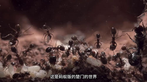 历时100天,模拟人类消失后的世界,打造一个蚂蚁帝国