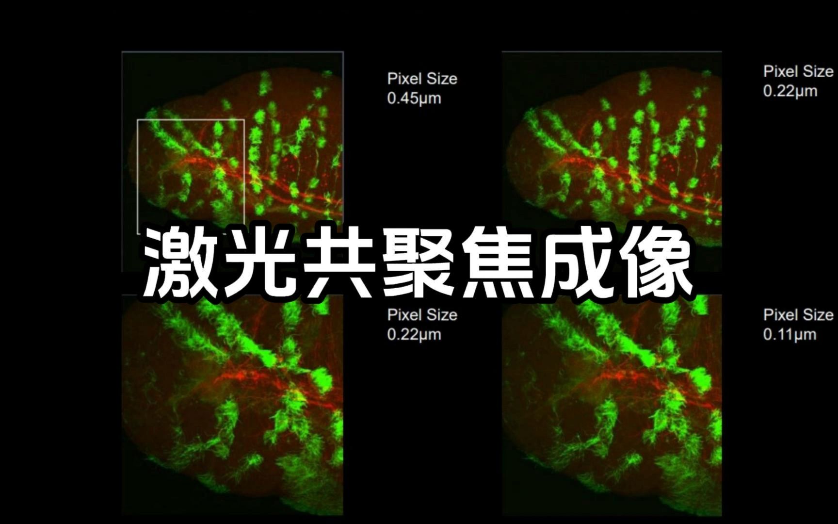 激光共聚焦显微镜,活细胞成像的利器!展现最清晰的图像细节~