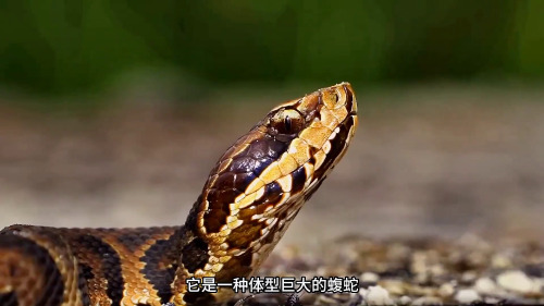 它在十大毒蛇中排名第五位,是非常恐怖的巨型蝮蛇品种