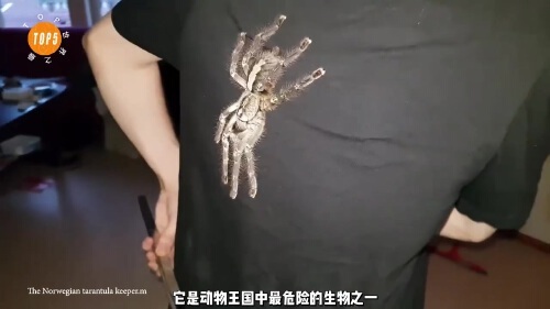 比眼镜蛇还毒!世界上最毒的5种蜘蛛,黑寡妇仅排名第三