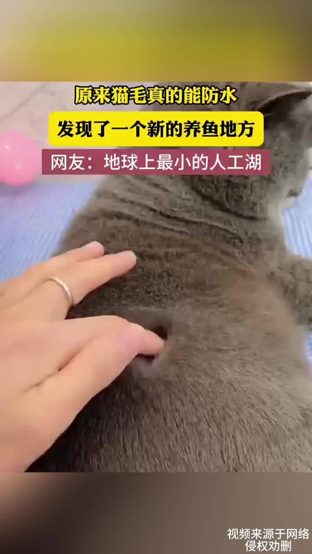 猫毛还能够这样子用呢