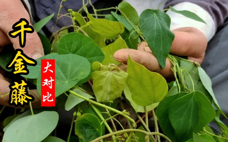 千金藤和山乌龟不是一种植物,学会一点,轻松辨别它!
