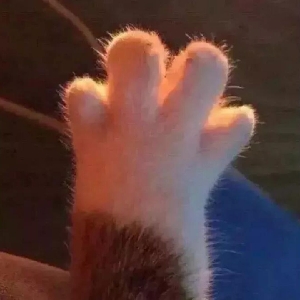 嘻嘻不秃头 