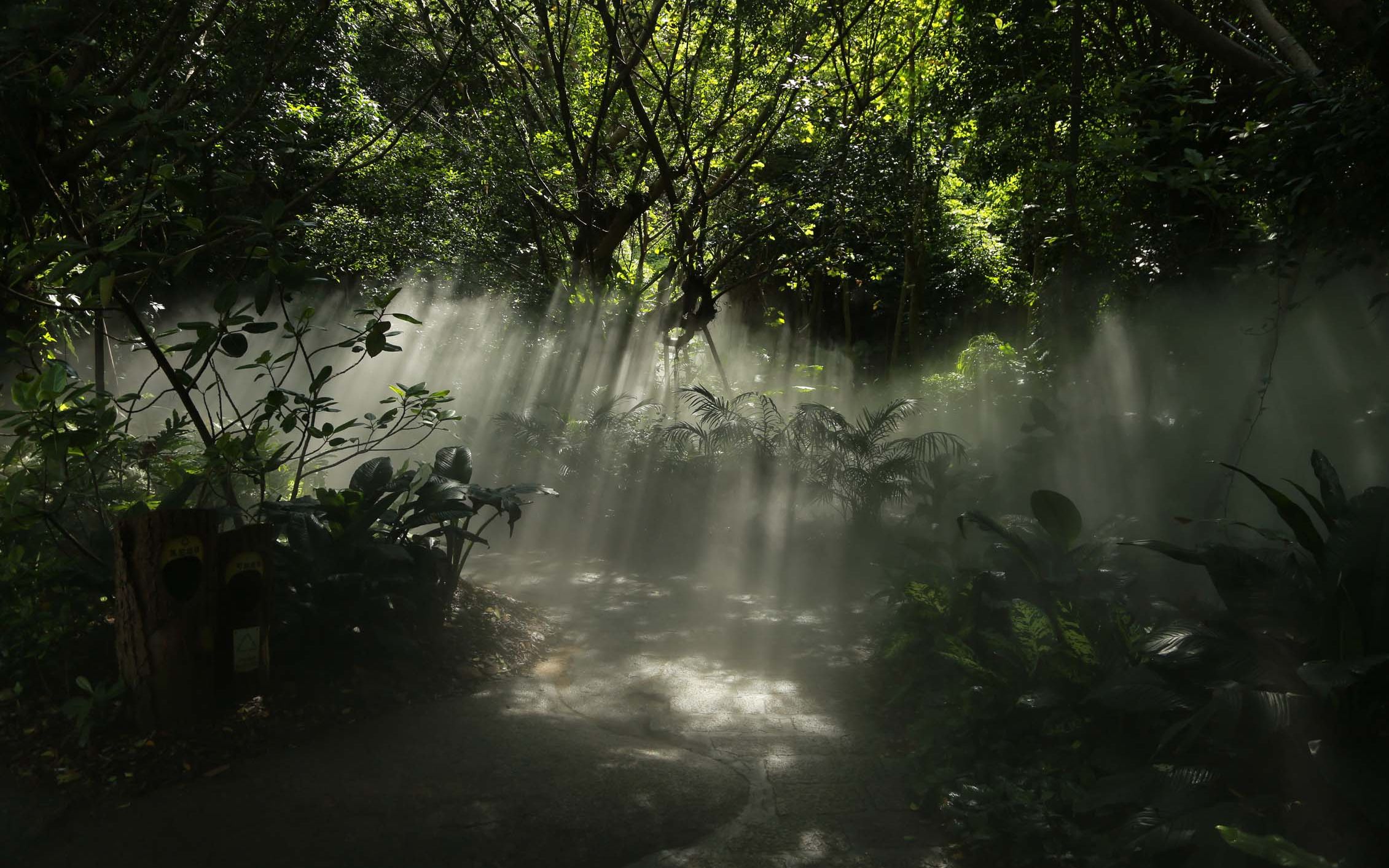 《我们的星球》丛林篇|被过度砍伐破坏的热带雨林会给地球造成哪些不...