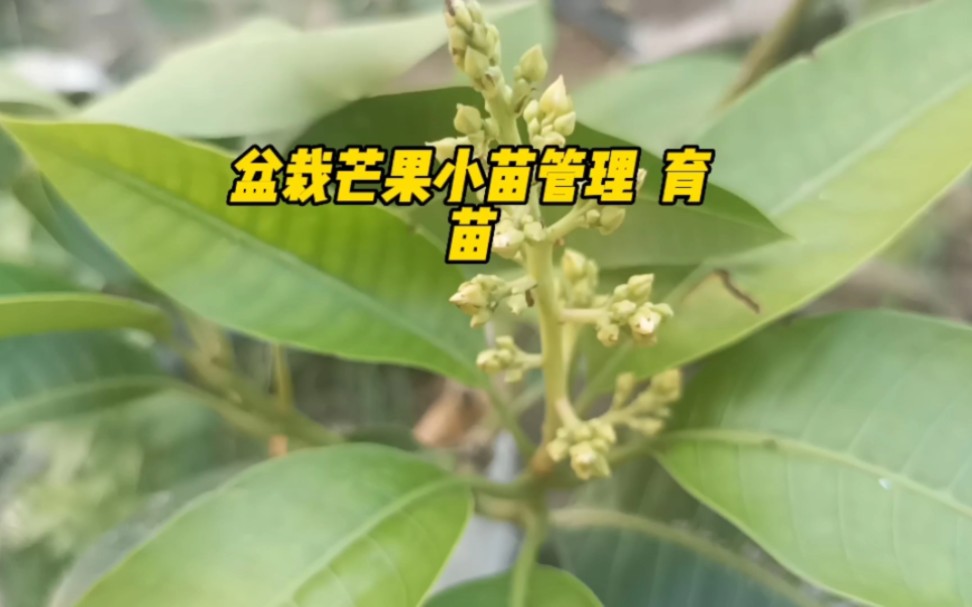 盆栽芒果小苗管理 育苗