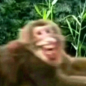 菲律宾大马猴儿 