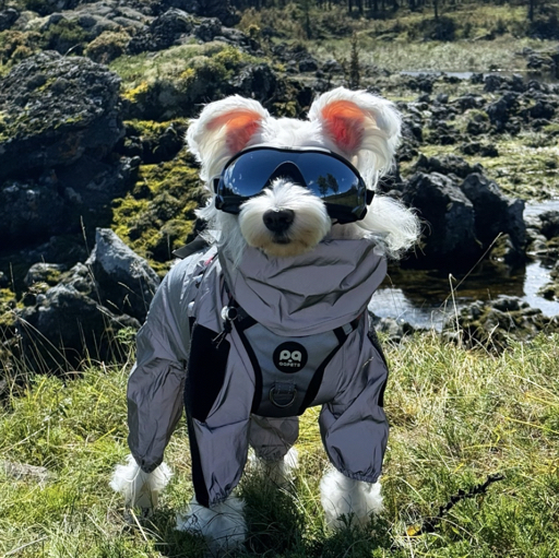 雪纳了个瑞-二宝 