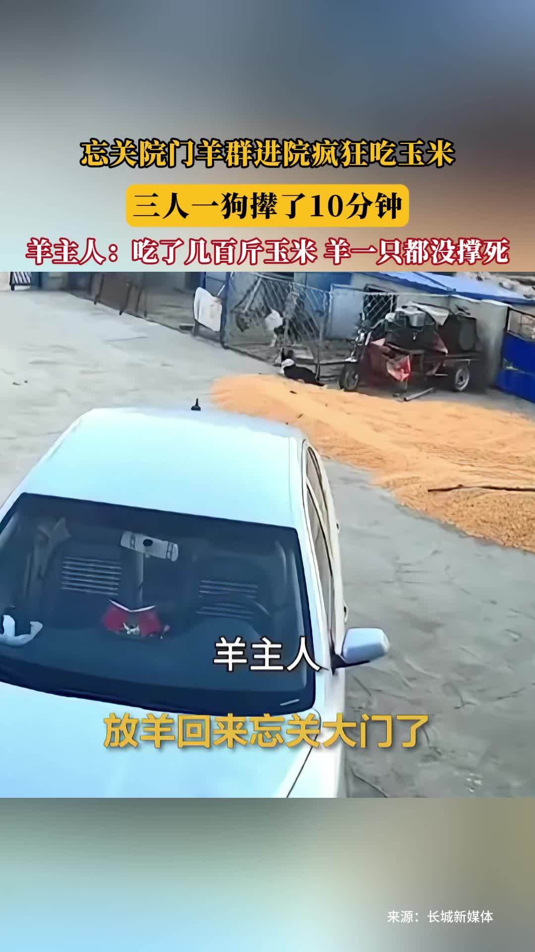 国庆期间主人忘关院门羊群进院疯狂吃玉米,三人一狗撵了10分钟