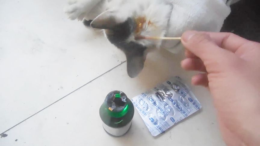 重伤小猫基本好了,把自己伤口挠开了,给它上药:碘伏、阿莫西林